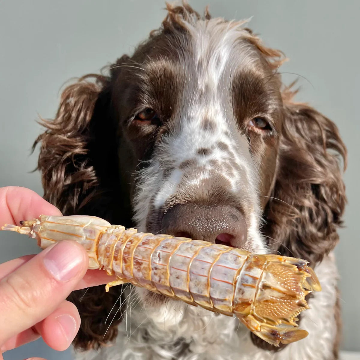 Chips de camarones australianos Mantis – LaLeoneraPetShop