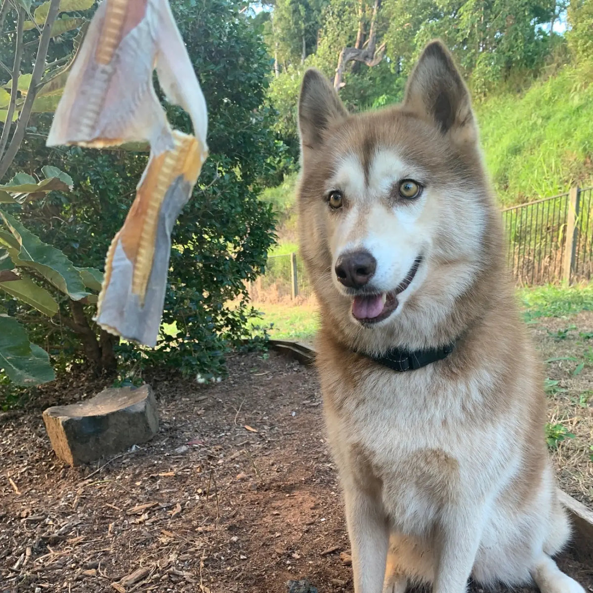 Aleta de tiburón – LaLeoneraPetShop